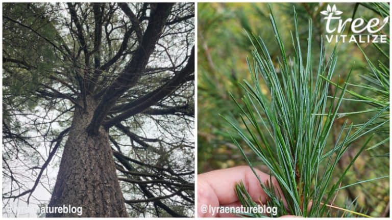 15 Evergreen Trees that Grow in New Mexico (Pine, Juniper)