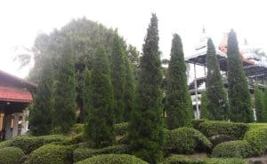 15 Evergreen Trees that Grow in New Mexico (Pine, Juniper)