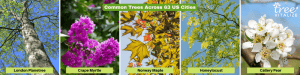 Common Tree Species, Planting Initiatives, and Diversity: An Analysis ...