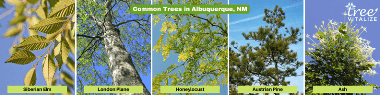 Common Tree Species, Planting Initiatives, and Diversity: An Analysis ...