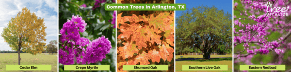 Common Tree Species, Planting Initiatives, and Diversity: An Analysis ...