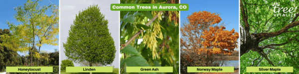 Common Tree Species, Planting Initiatives, and Diversity: An Analysis ...