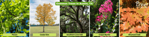 Common Tree Species, Planting Initiatives, and Diversity: An Analysis ...