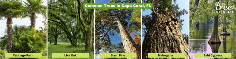 Common Tree Species, Planting Initiatives, and Diversity: An Analysis ...