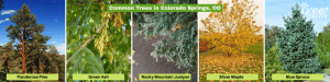 Common Tree Species, Planting Initiatives, and Diversity: An Analysis ...