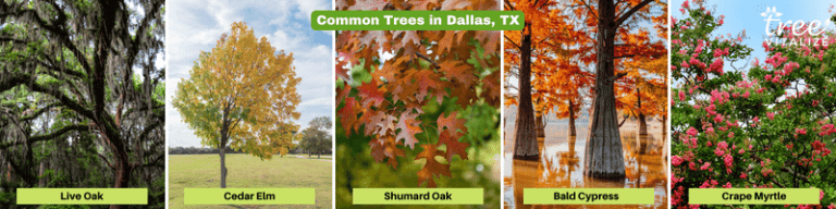 Common Tree Species, Planting Initiatives, and Diversity: An Analysis ...