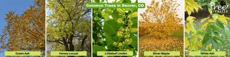 Common Tree Species, Planting Initiatives, and Diversity: An Analysis ...