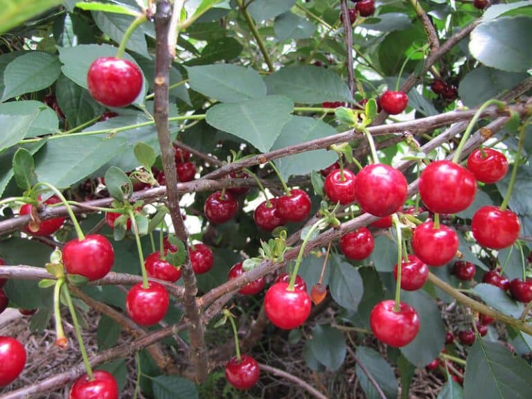 6 Edible & Ornamental Cherry Trees That Grow in USDA Zone 9