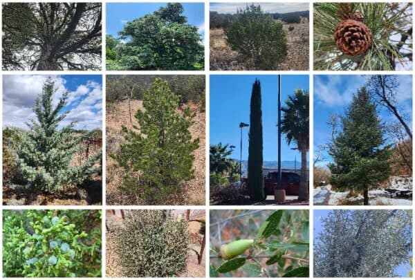 15 Evergreen Trees that Grow in New Mexico (Pine, Juniper)