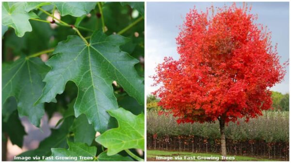 5 Maple Trees That You Can Grow in New Mexico