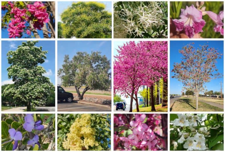 20 Full-Sized & Small Ornamental Flowering Trees for Zone 7