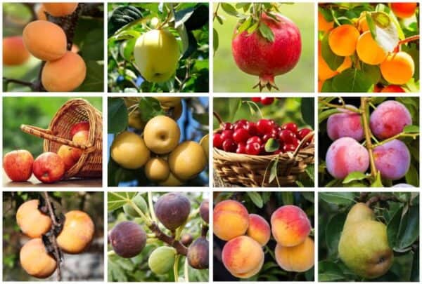 8 Best Plum Tree Varieties to Plant in Your Texas Yard
