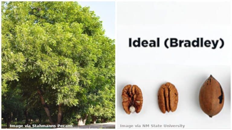 6 Pecan Tree Varieties to Grow in New Mexico