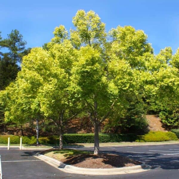 16 Popular USDA Zone 8 Trees to Consider Planting Today