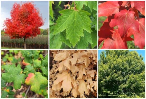 20 Native Trees of New Mexico (With Identifying Features)