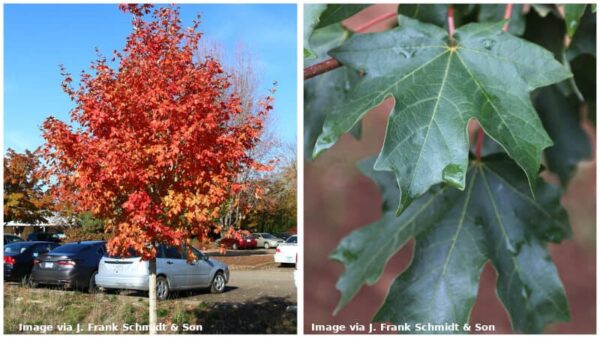 5 Maple Trees That You Can Grow in New Mexico