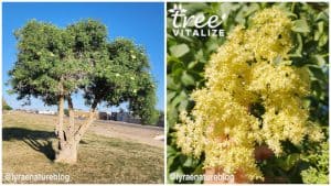 10 Flowering Trees in New Mexico to Brighten Your Landscape
