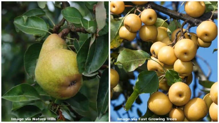 9 Best Fruit Trees for New Mexico (That Will Really Thrive)