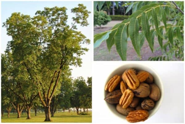 6 Pecan Tree Varieties to Grow in New Mexico