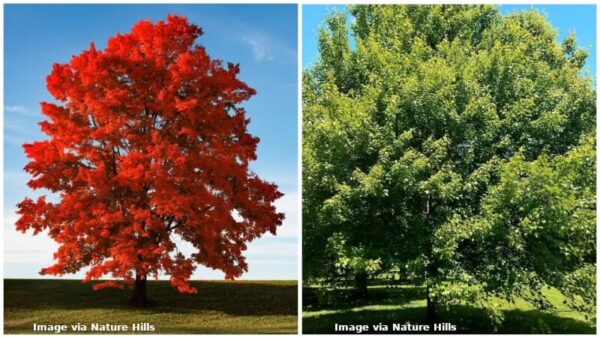5 Maple Trees That You Can Grow in New Mexico