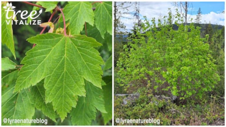 5 Maple Trees That You Can Grow in New Mexico