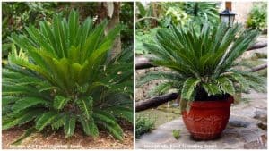 9 Palm Trees You Can Grow or Admire in New Mexico