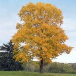 7 USDA Zone 9 Maple Trees (Heat-Tolerant Varieties)