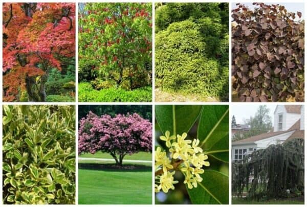Zone 3 Trees for Small Yards (7 Compact & Dwarf Varieties)