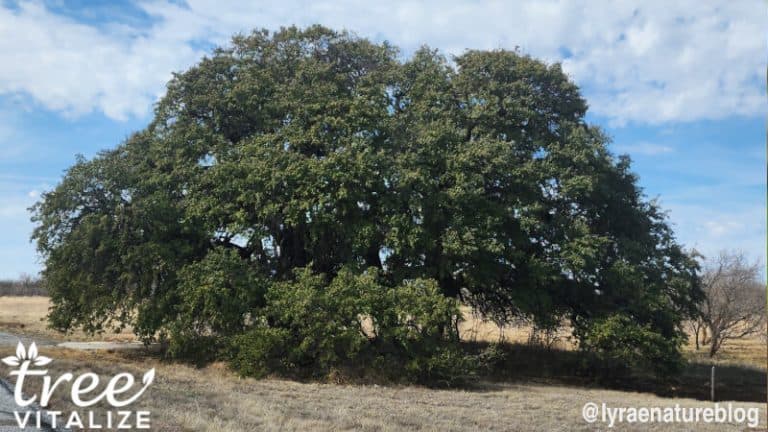 10 Shade Trees for New Mexico (Including Fast-Growing)