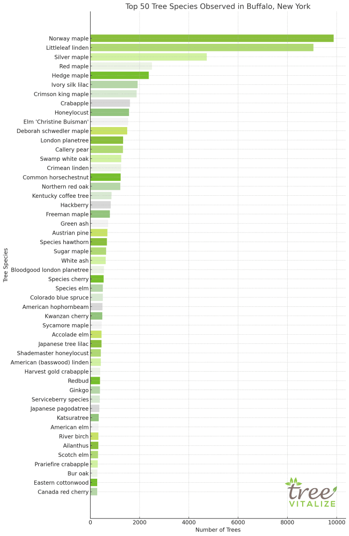 Common Tree Species, Planting Initiatives, and Diversity: An Analysis ...