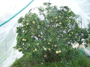7 USDA Zone 9 Apple Trees (Low-Chill & Heat-Tolerant)