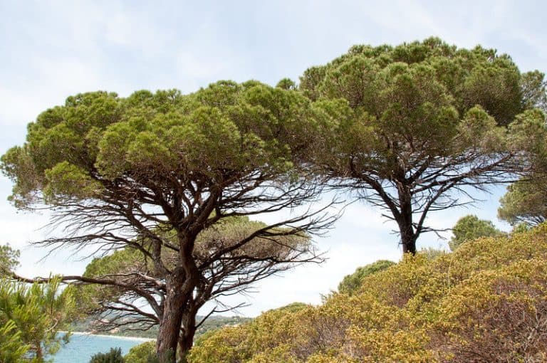 7 Drought-Tolerant Trees for USDA Zone 10 Landscapes