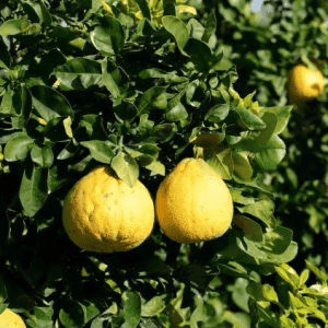 7 USDA Zone 9 Citrus Trees to Grow in Your Yard