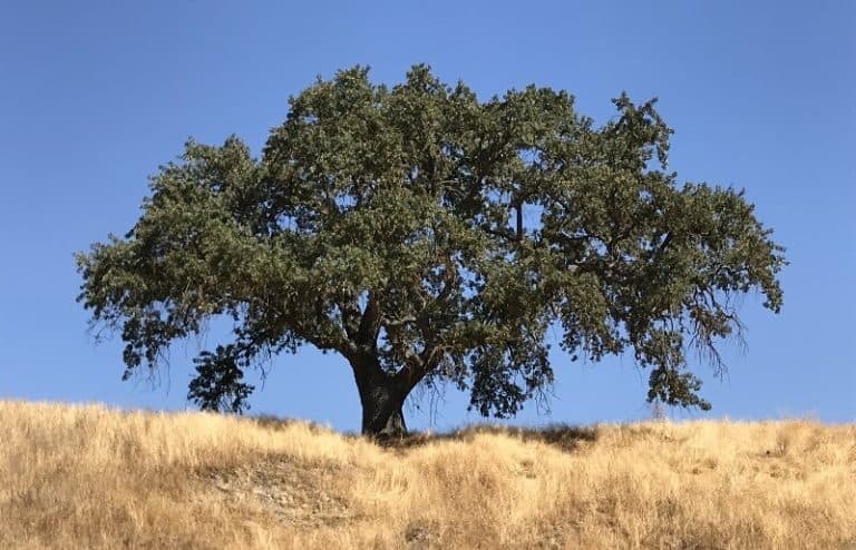 10 Shade Trees for New Mexico (Including Fast-Growing)