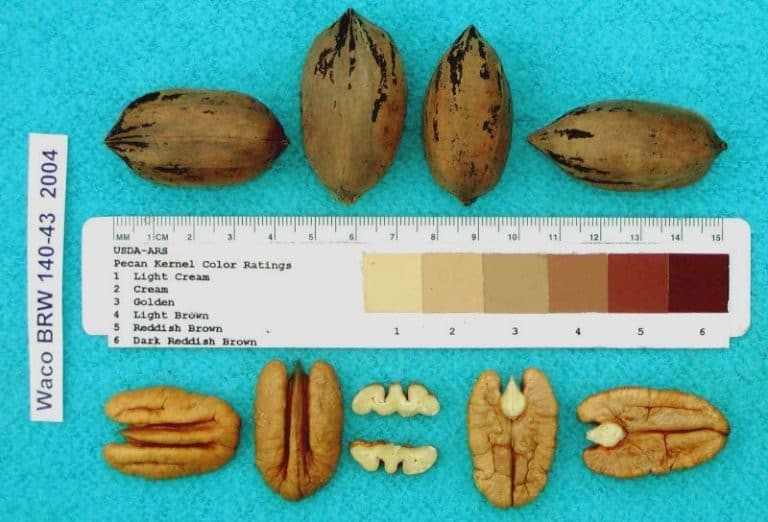 6 Pecan Tree Varieties to Grow in New Mexico