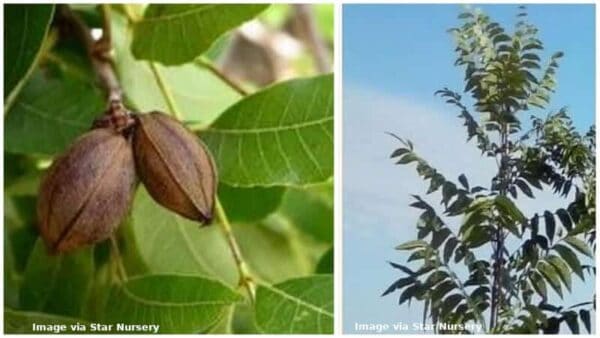 6 Pecan Tree Varieties to Grow in New Mexico