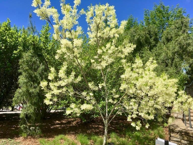10 USDA Zone 9 Flowering Trees (Stunning Ornamental Species)