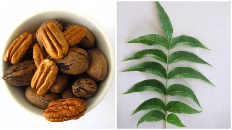 6 Pecan Tree Varieties to Grow in New Mexico