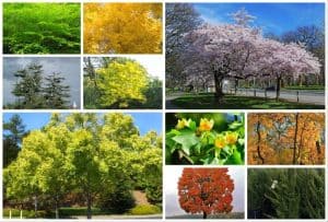 14 Ornamental Flowering Trees for USDA Zone 8 Landscapes