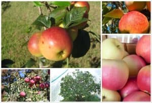 USDA Zone 9: Where is it? What to Plant? Tips to Success