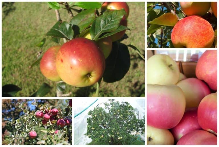 7 Types of Fruit Trees That Will Thrive in Kansas