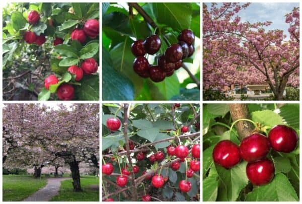 8 USDA Zone 9 Trees With Non-Invasive Root Systems