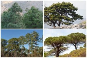 Pine Trees in Arkansas: 5 Varieties That Grow In This State