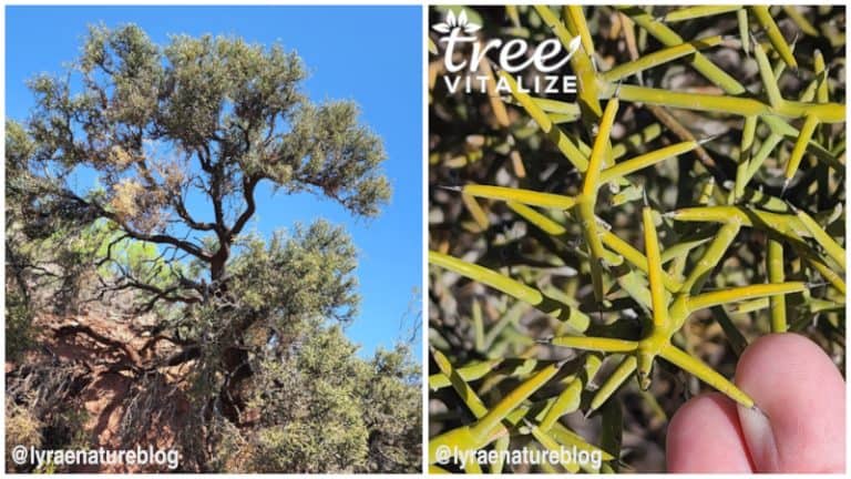 20 Native Trees of New Mexico (With Identifying Features)