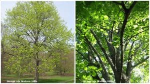 25 Common and Native Trees in Kansas