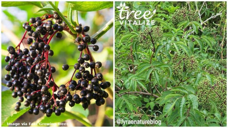 11 Best Fruit Trees for Bountiful Harvests in Kentucky