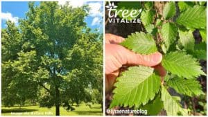 25 Common and Native Trees in Kansas