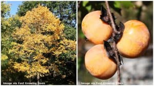 25 Common and Native Trees in Kansas