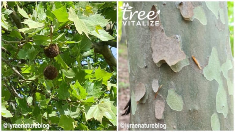 25 Common and Native Trees in Kansas