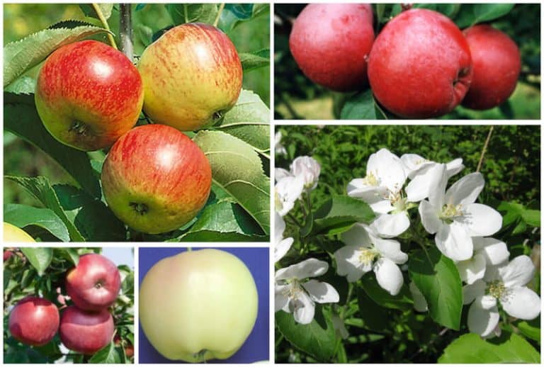 6 Best Apple Tree Varieties to Grow in Kentucky